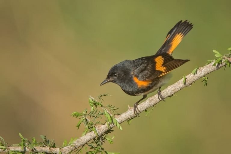 Orange and Black Bird: List with 18 birds (With Photos, ID & Info)