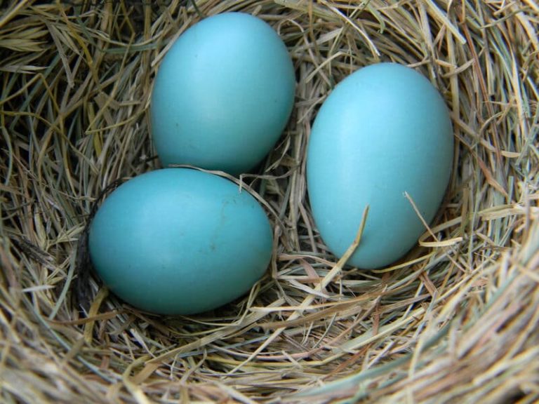 15 Birds That Lay Blue Eggs | (Identification With Photos)