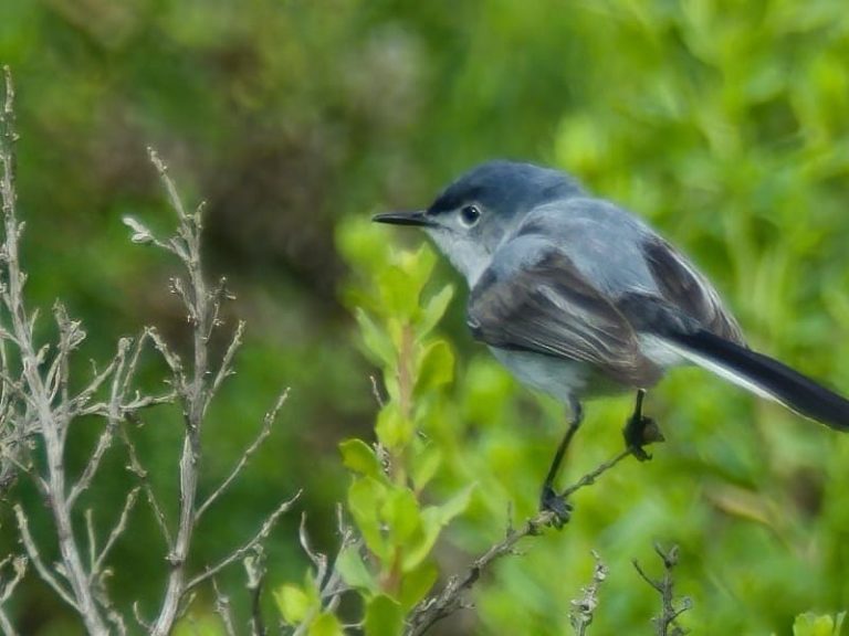 10 Small Gray Birds With White Bellies (With Images) — Watching Animals