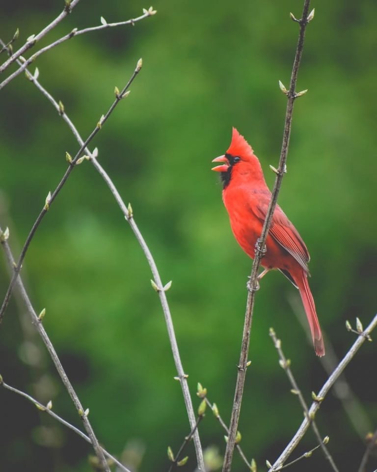 Where do Cardinals Sleep at Night? BirdieExpert.com