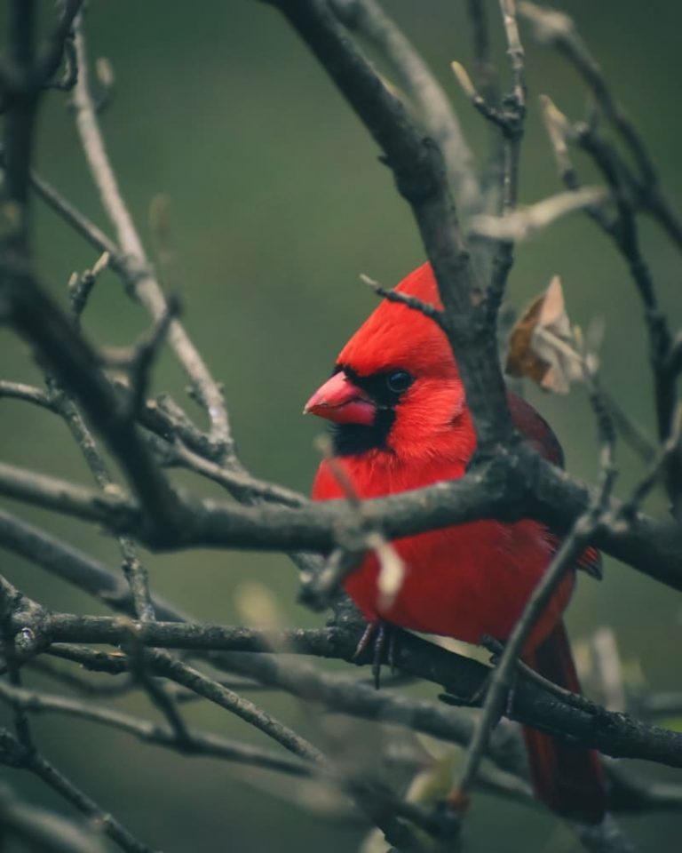 Where do Cardinals Sleep at Night? BirdieExpert.com