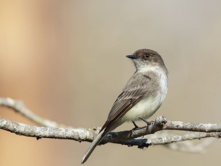 10 Small Gray Birds With White Bellies (With Images) — Watching Animals