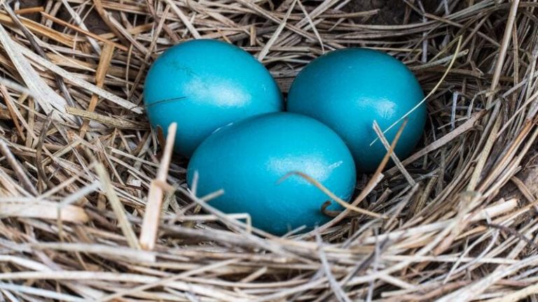 15 Birds That Lay Blue Eggs | (Identification With Photos)