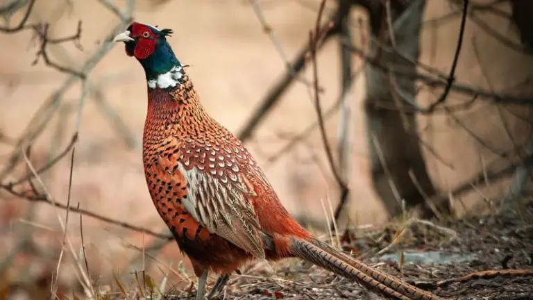 9 Birds that Look Like Turkey (Explained and With Photos)