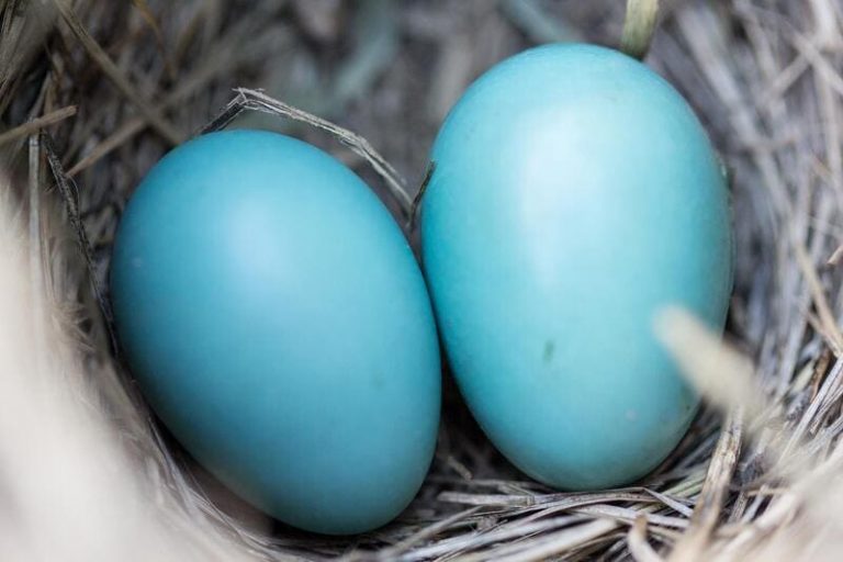 15 Birds That Lay Blue Eggs | (Identification With Photos)