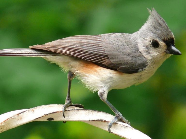 10 Small Gray Birds With White Bellies (With Images) — Watching Animals