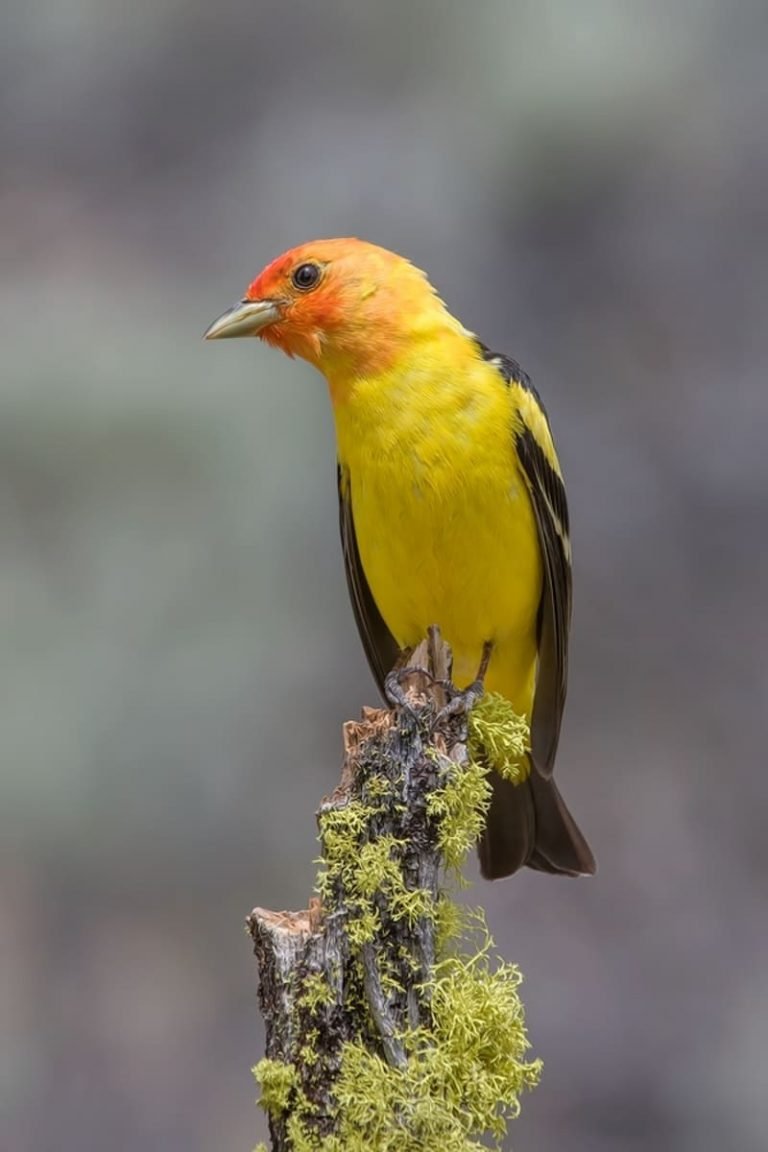 Orange and Black Bird: List with 18 birds (With Photos, ID & Info)