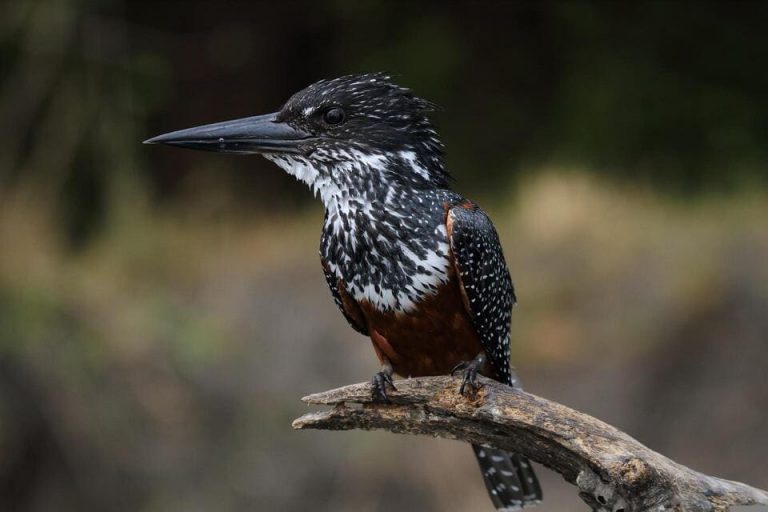 7 Black Birds With White Spots: Did You See Any of Them?