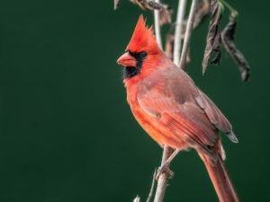 16 Birds That Bring Good Luck | With Pictures and Meanings