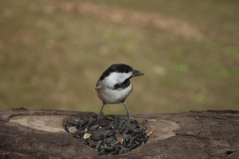 14 Small Black And White Birds (Complete Guide)