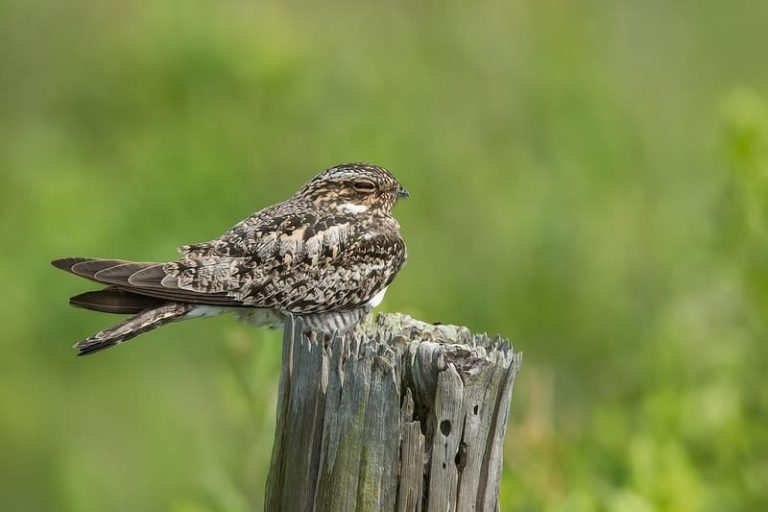 What Birds Are Active At Night? (Everything You Need to Know)