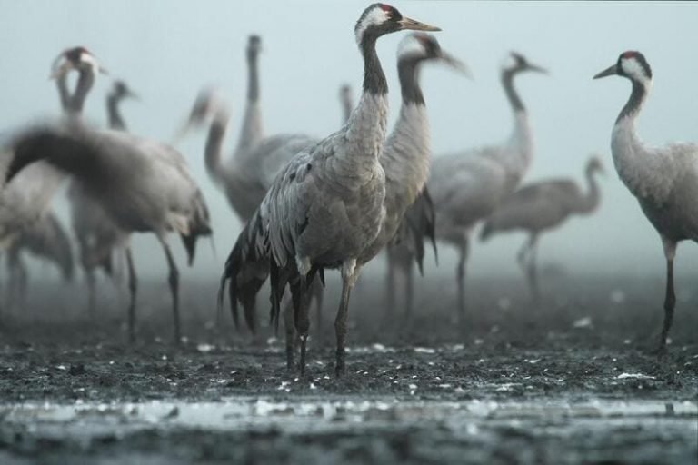 16 Birds That Bring Good Luck | With Pictures and Meanings