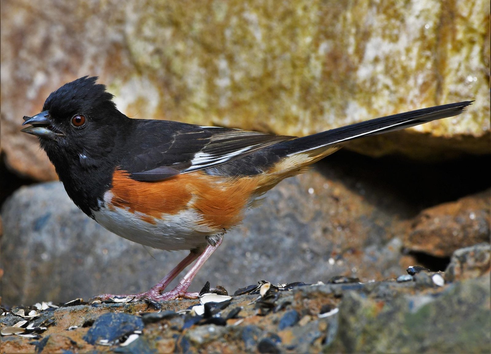 Orange and Black Bird: List with 18 birds (With Photos, ID & Info)