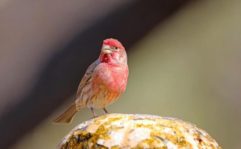 15 Small Bird With Red Chest (With Photo) — BirdieExpert