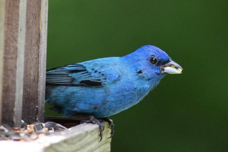 8 Types of Blue Birds in Washington State (With Photos, ID & Info!)