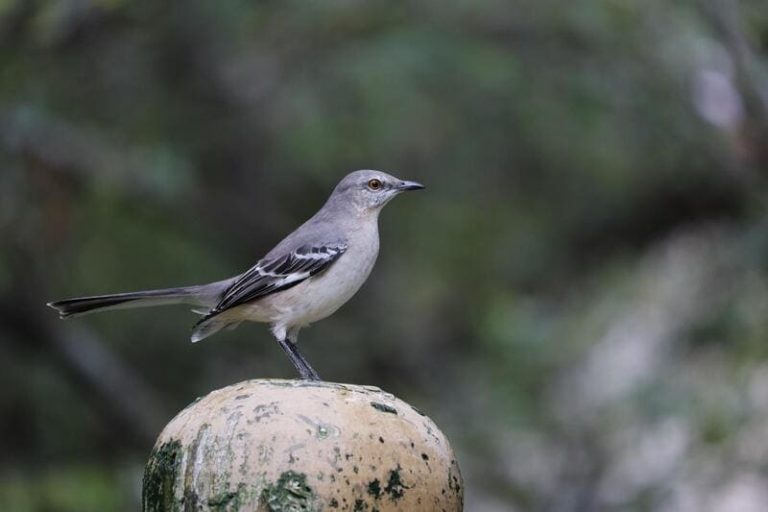 What Birds That Look Like Mockingbirds | Learn to identify