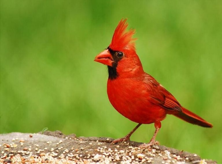 16 Birds That Bring Good Luck | With Pictures and Meanings