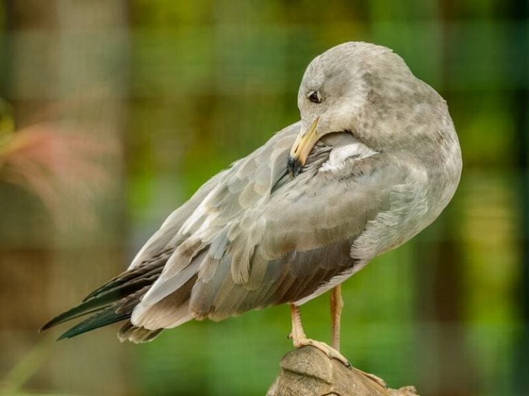 16 Birds That Eat Dead Animals (Ultimate Field Guide)