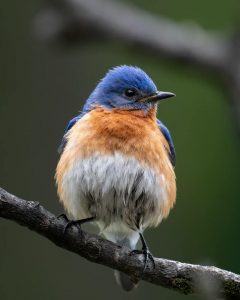 8 Types of Blue Birds in Washington State (With Photos, ID & Info!)