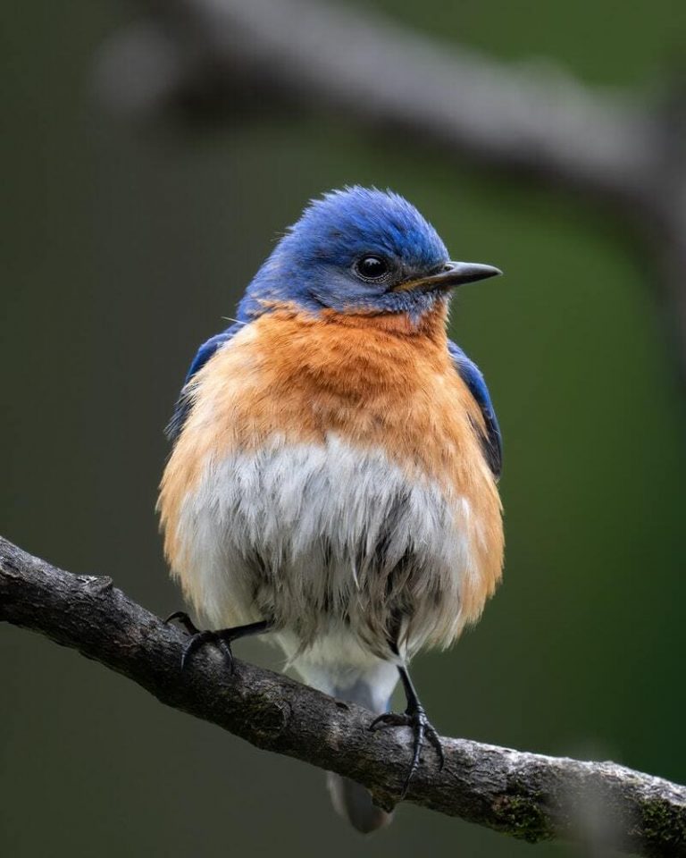 8 Types of Blue Birds in Washington State (With Photos, ID & Info!)
