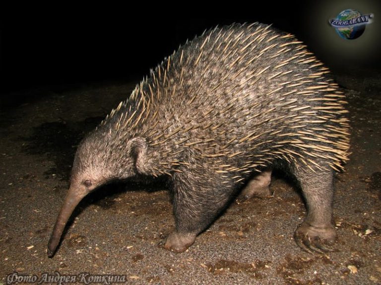 7 Animals that Lay Eggs and Are Not a Bird | BirdieExpert