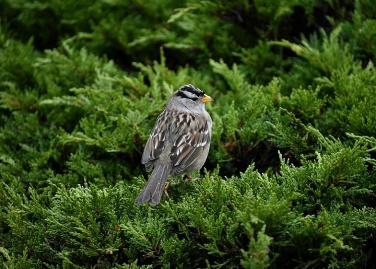 15 Small Birds In Massachusetts (With Pictures)