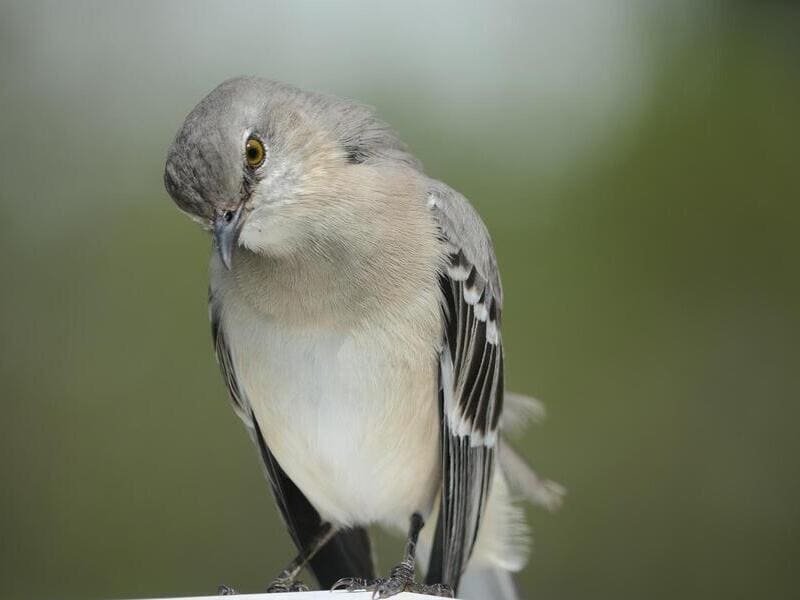 What Birds That Look Like Mockingbirds Learn To Identify What Birds That Look Like Mockingbirds Learn To Identify