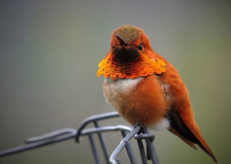 Orange and Black Bird: List with 18 birds (With Photos, ID & Info)