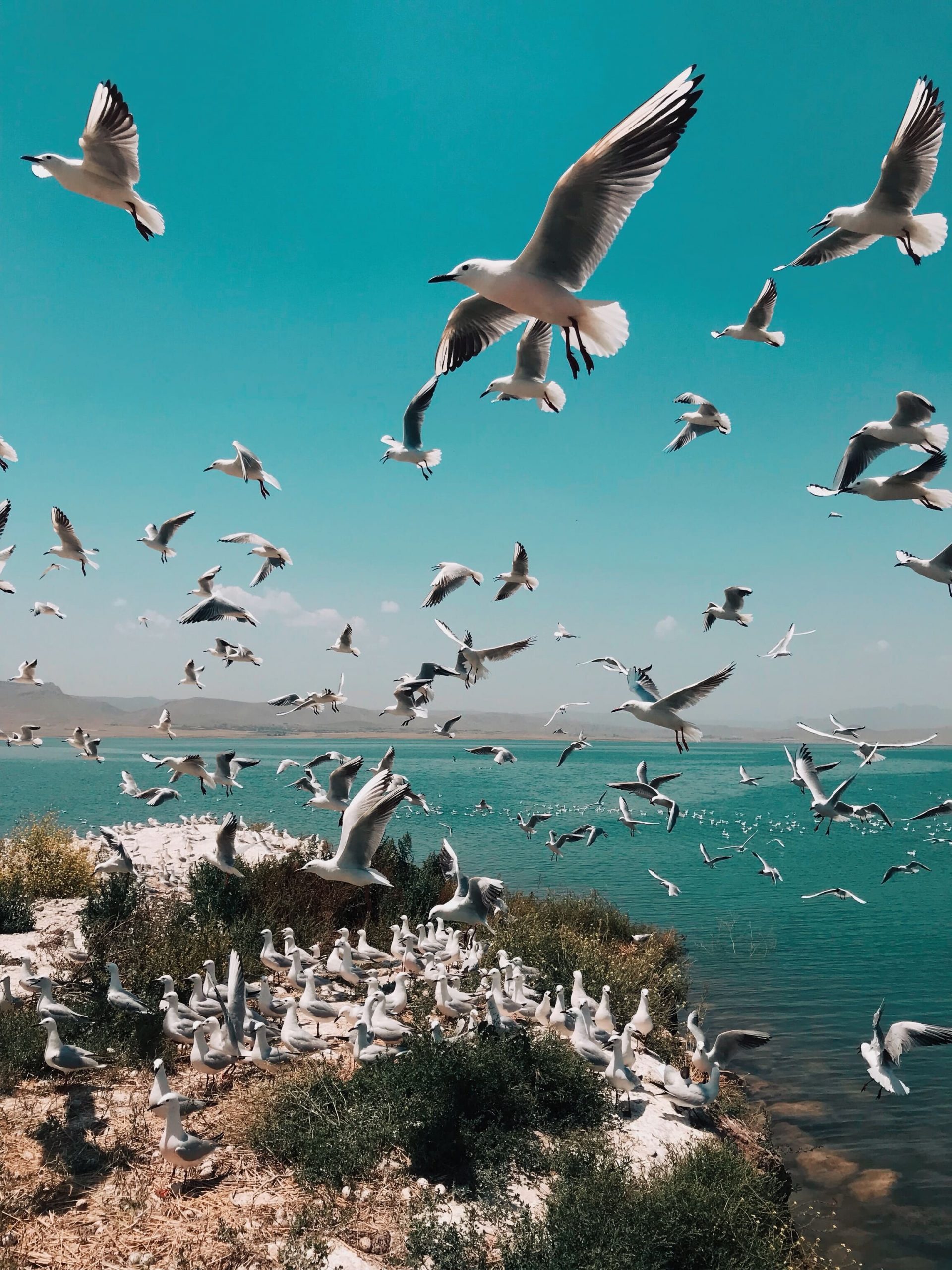 19 Amazing Facts About Seagulls You Should Know!