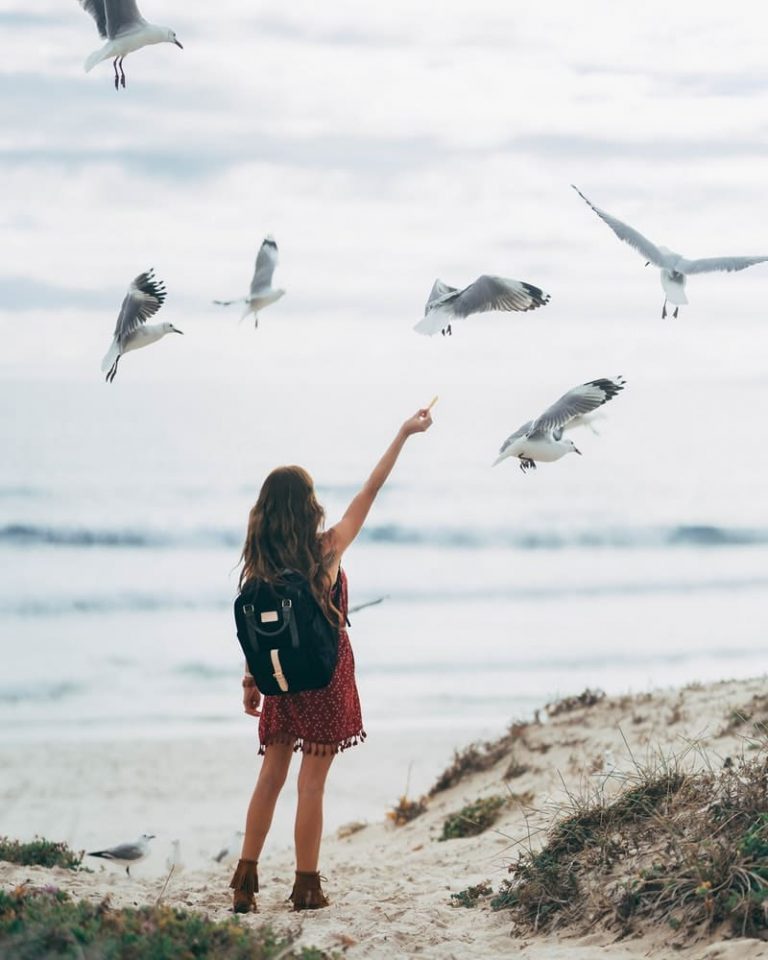 19 Amazing Facts About Seagulls You Should Know!