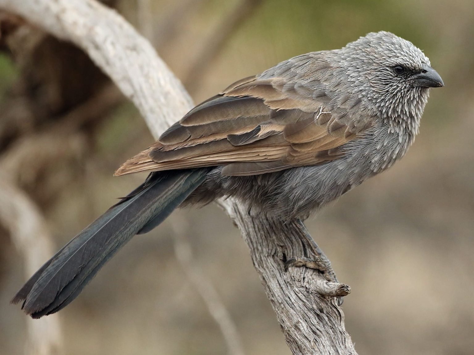 Birds That Build Mud Nests! (With Photos & Info!)