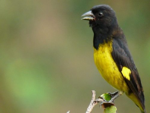 16 Birds With Yellow Belly! (Pictures & Guide)