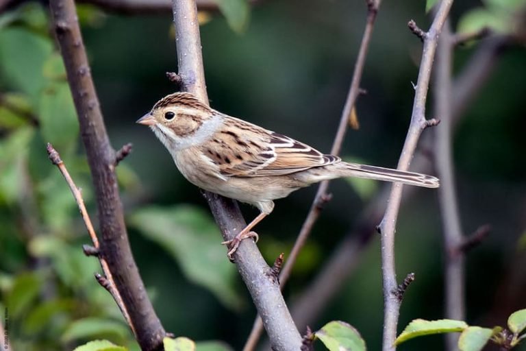 9 Bird With Black And White Striped Head [Pictures & Guide]