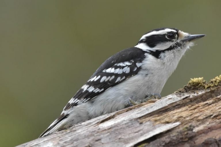 9 Bird With Black And White Striped Head [Pictures & Guide]