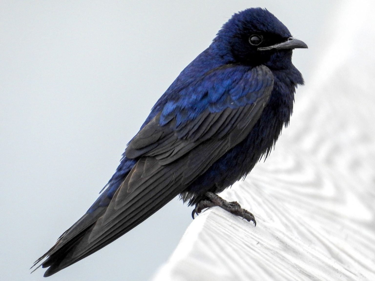 Birds That Build Mud Nests! (With Photos & Info!)
