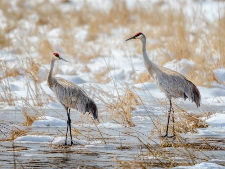 Do Sandhill Cranes Mate For Life? - Everything You Need to know