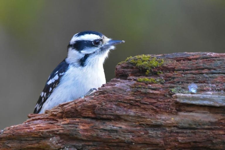 11 Species Of Woodpeckers In Washington State (with Photos)