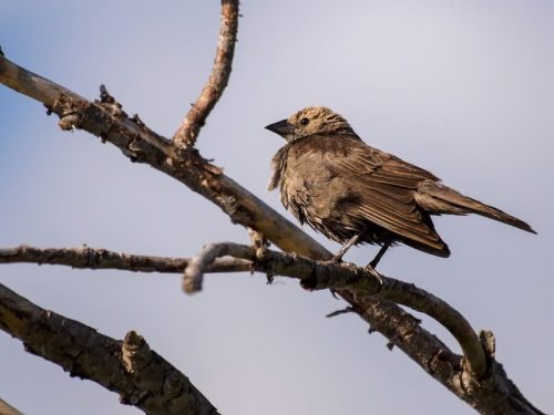 What Time Do Birds Wake Up [Surprising Facts Revealed]