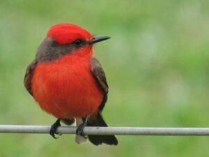 19 Bird With Red Head | 19 Beautiful Birds with photos!