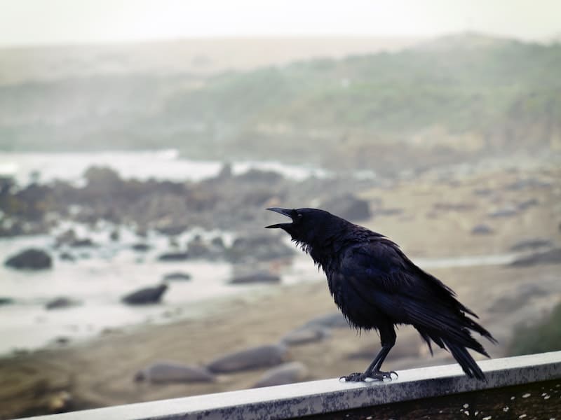 Can You Teach A Crow To Talk Answered BirdieExpert