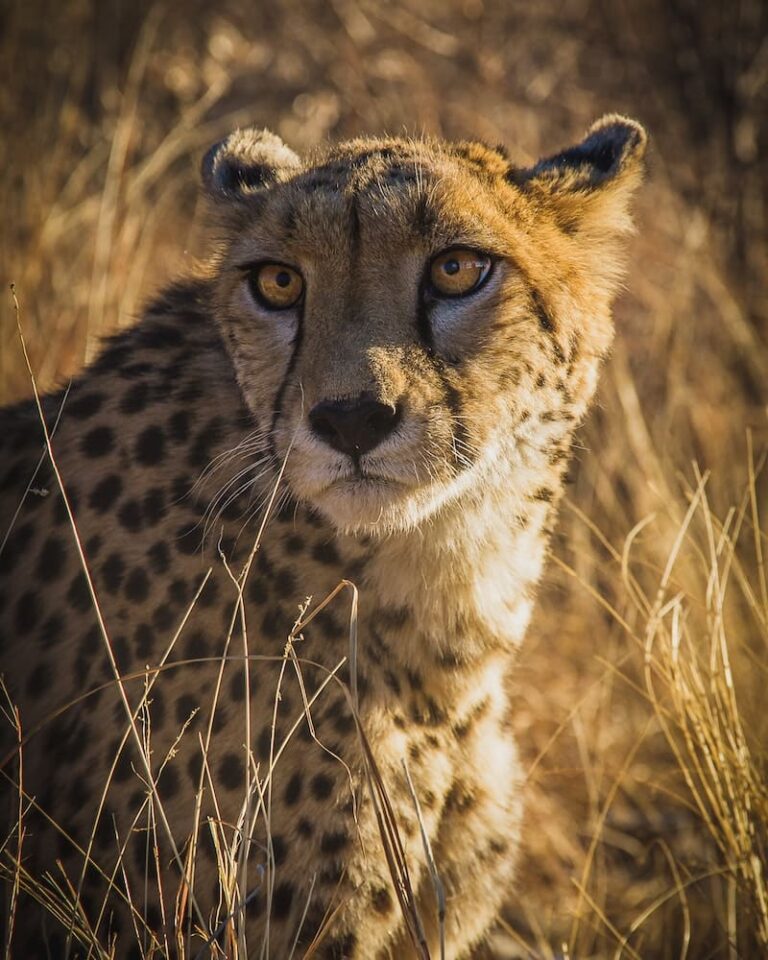 What Eats Eagles - What Are Eagle’s Predators?