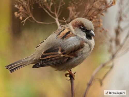 How Long Do Sparrows Live? [Table with answers] - BirdieExpert