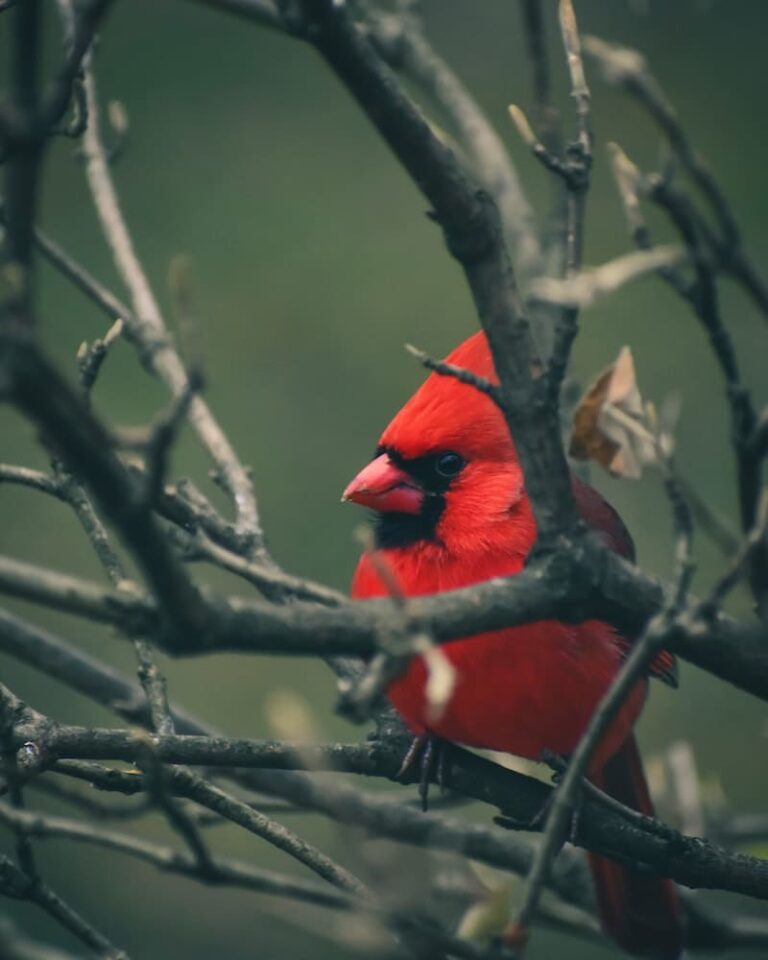 How To Attract Cardinals To Your Yard?