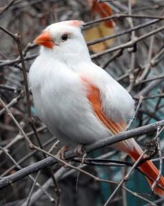 Albino, White & Leucistic Cardinals - BirdieExpert