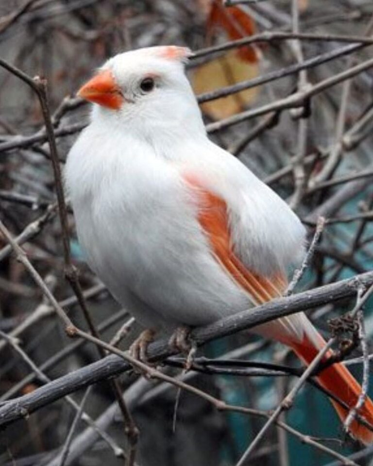 Albino, White & Leucistic Cardinals - BirdieExpert