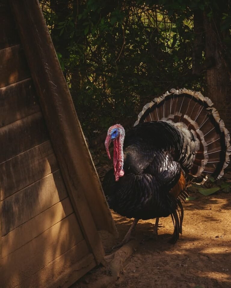 Can Turkeys Fly? [You Need to Know This] - BirdieExpert