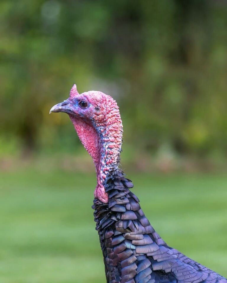 Can Turkeys Fly? [You Need to Know This] - BirdieExpert