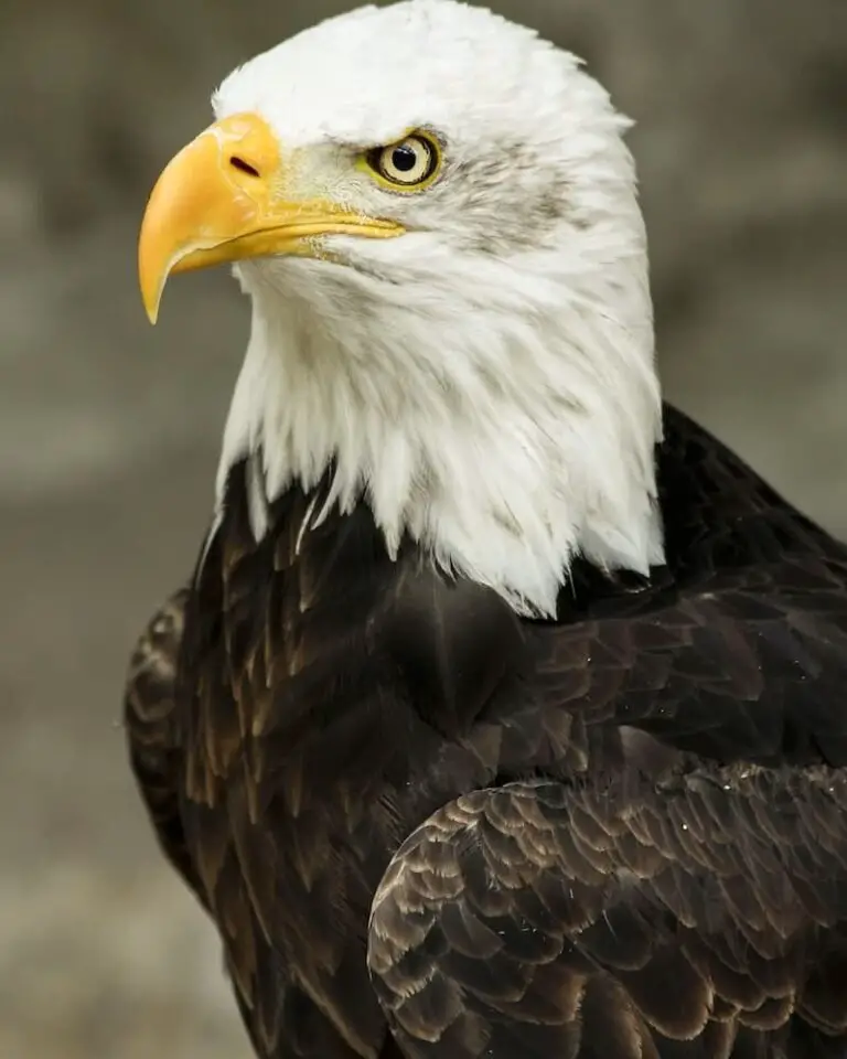 What Eats Eagles - What Are Eagle’s Predators?