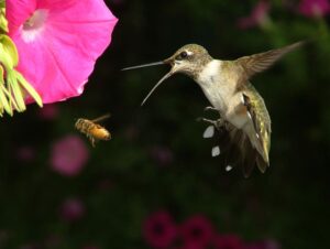 What Eats Hummingbirds? [9 natural Predators]