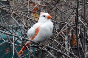 Albino, White & Leucistic Cardinals - BirdieExpert